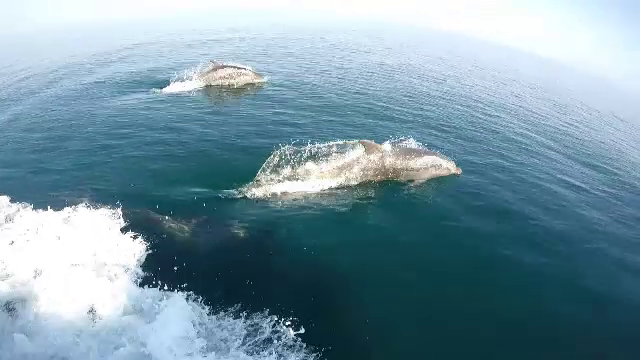Bancurile de stavrid atrag delfinii la vânătoare în Marea Neagră. Cum ...